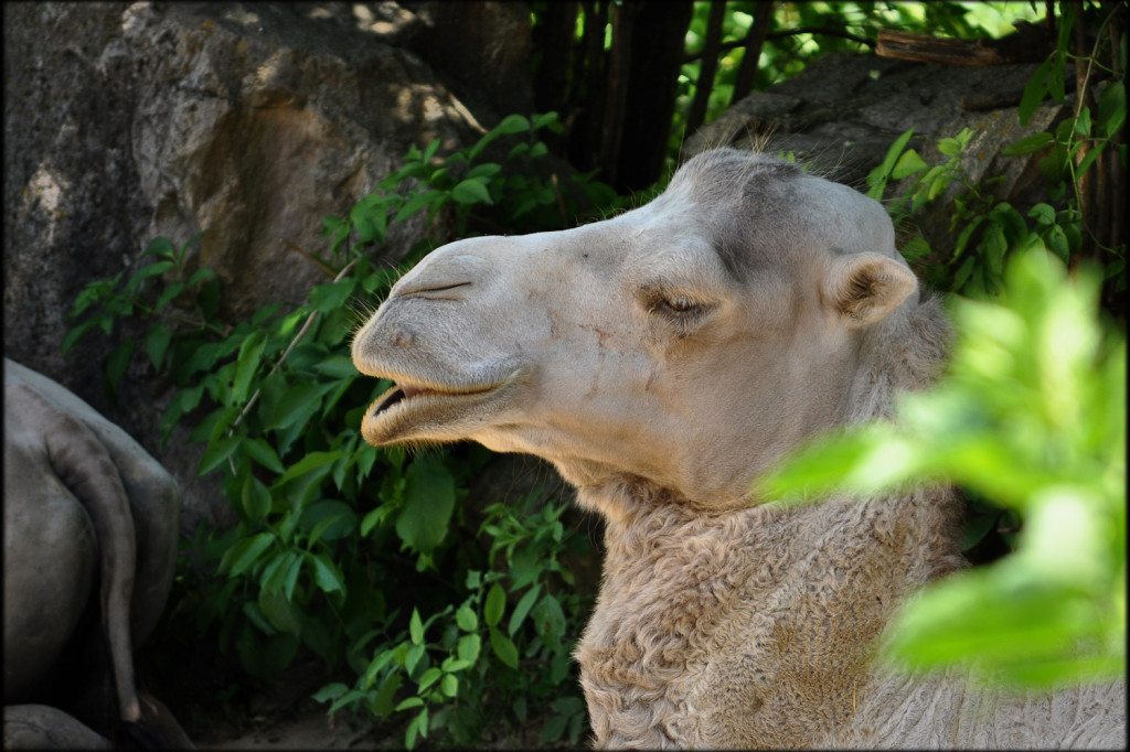 ZOO Bojnice - najstaršia zoologická záhrada na Slovensku